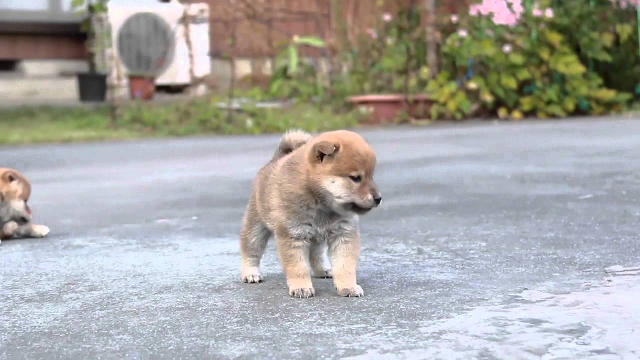 2361 shibainu puppy all - YouTube