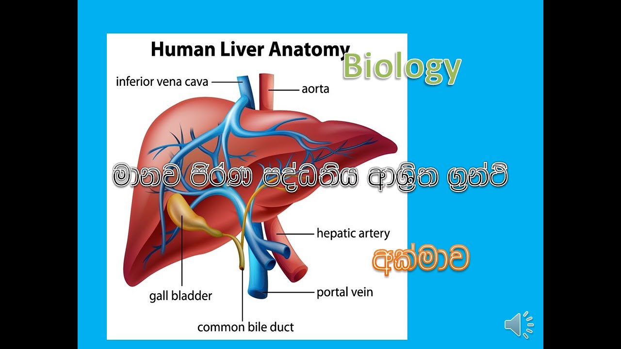 Human Liver (Akmawa)- G.C.E (A/L) Biology - YouTube