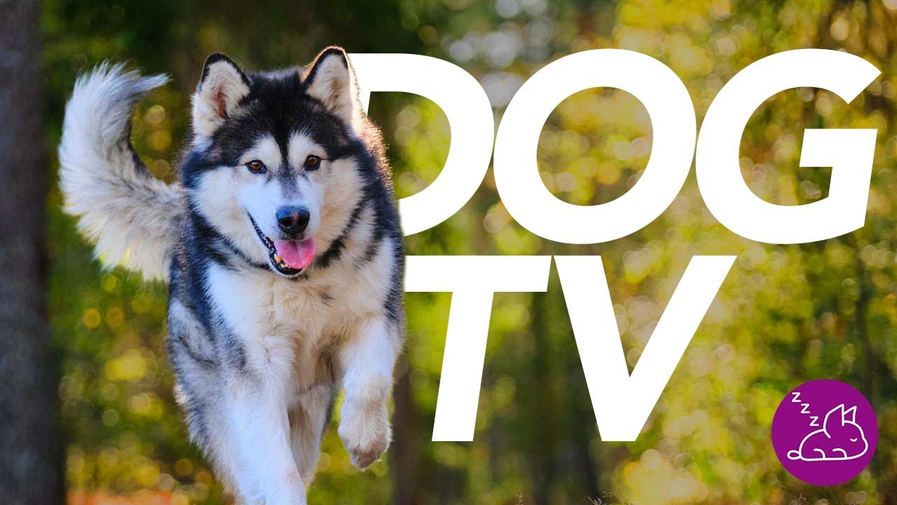 DOG TV - Virtual Forest Walk in 4K! Entertainment for Dogs - YouTube