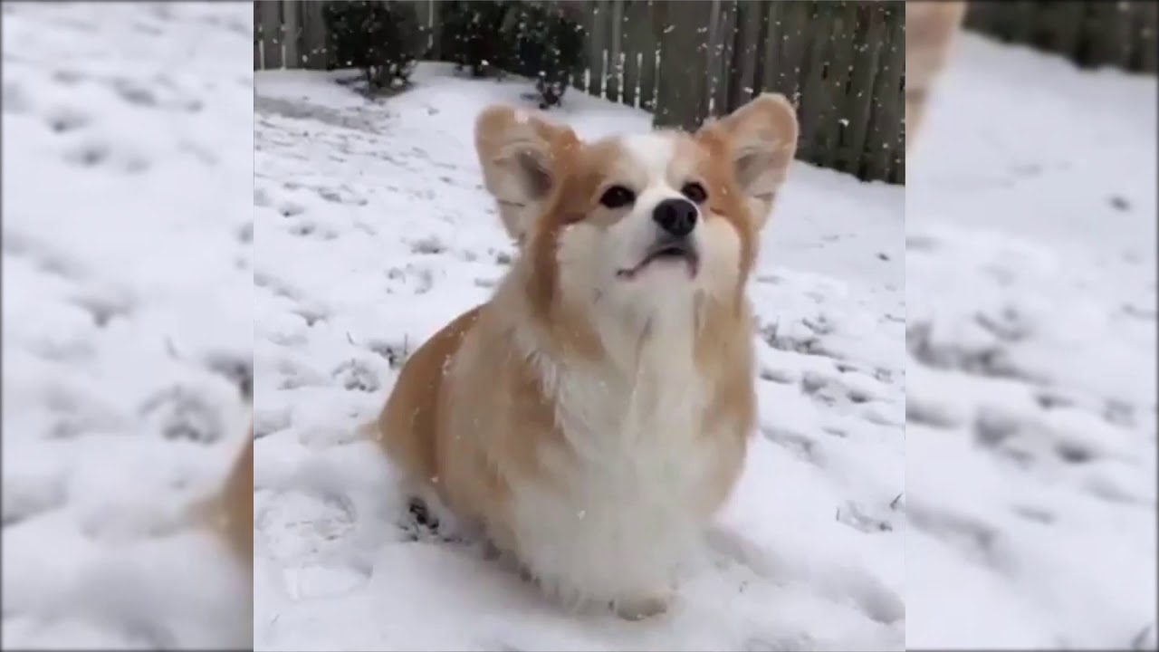 Guilty DOG Face Reaction - Guilty Dogs Video Compilation 2020 - YouTube