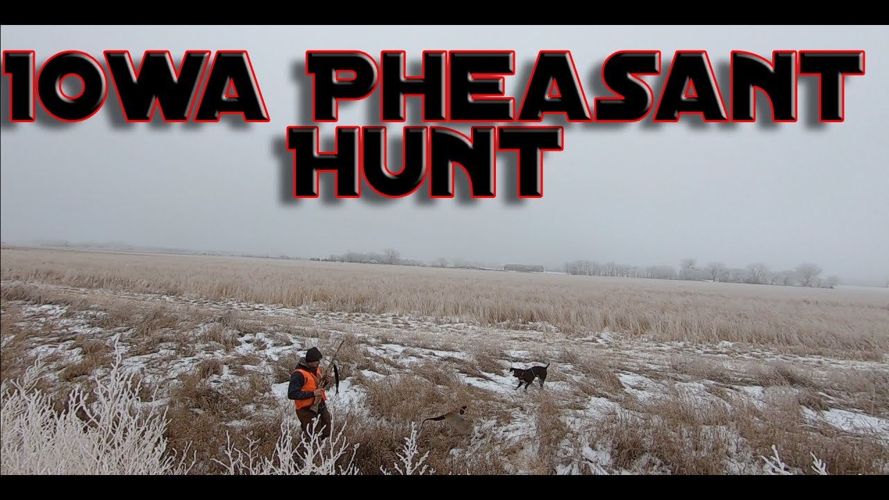 Iowa Pheasant Hunt - YouTube