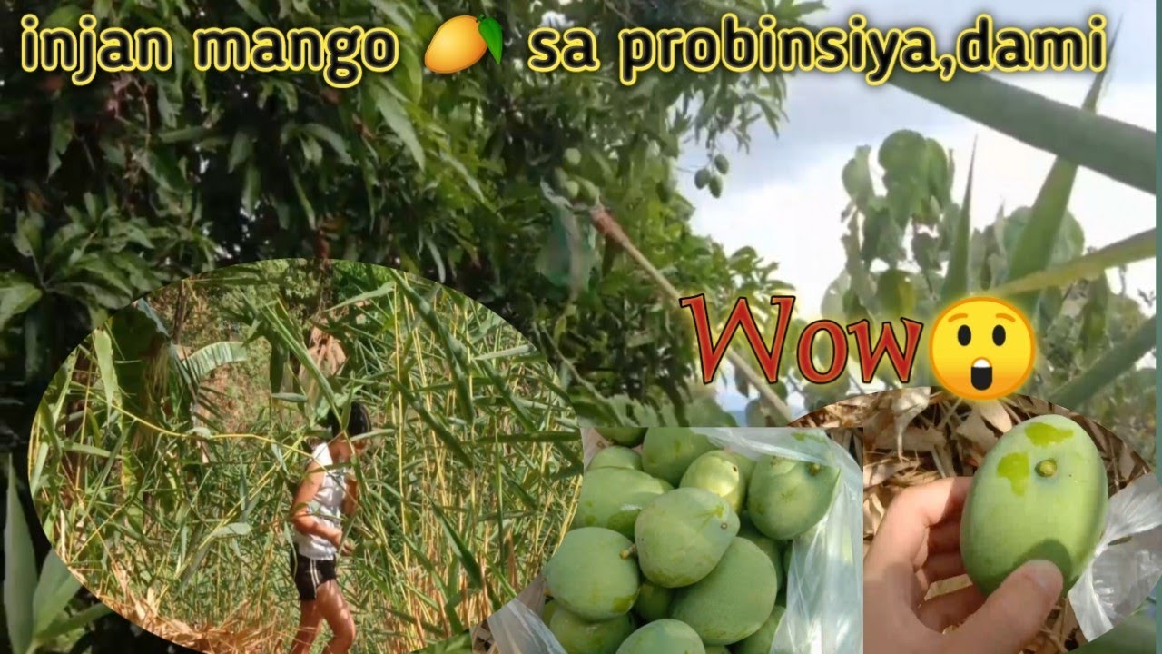 Mamitas tayo ng injan mango dito sa aming Probinsya 😜ang dami - YouTube