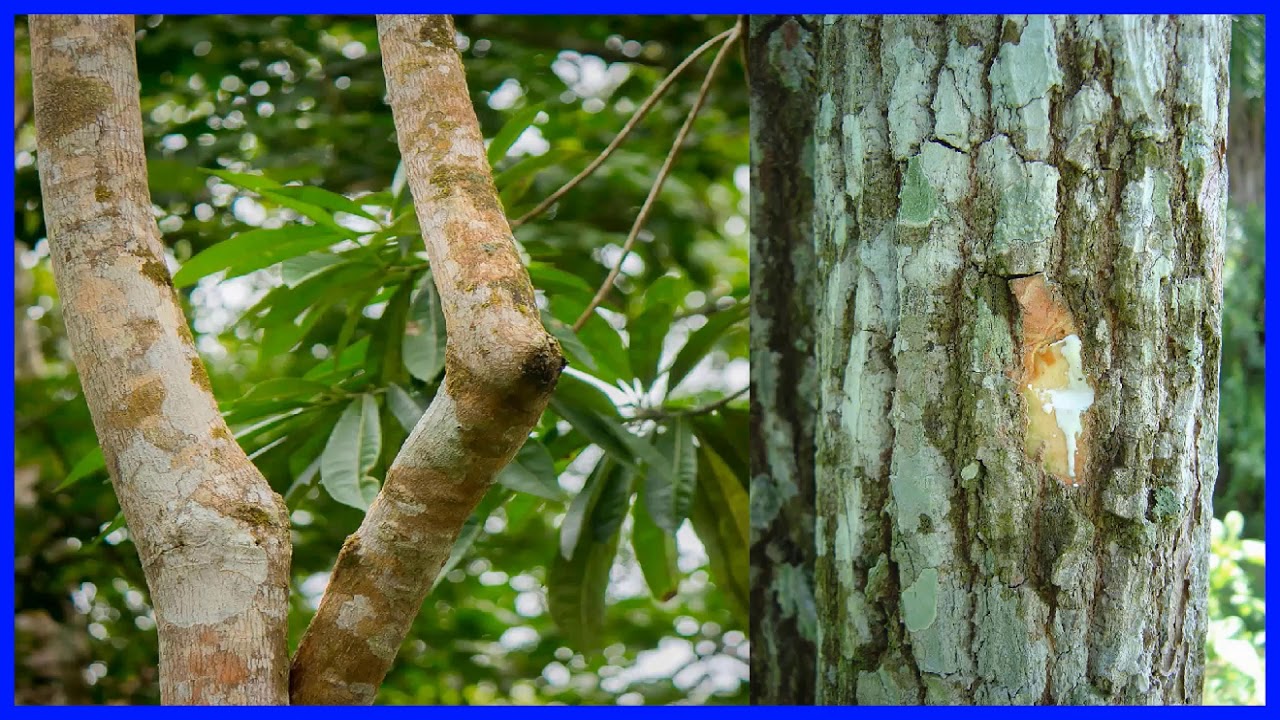 PLANTA Bellaco Caspi en Medicina Natural - YouTube