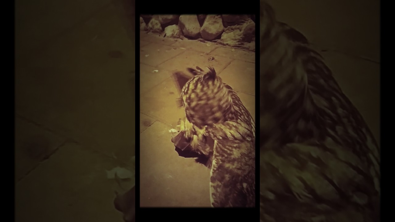 Owl vs Bat - YouTube