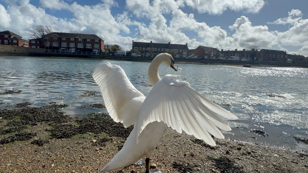 New Swan Family Feeding As The Tide Rises. Cob Chases Juveniles Around ...