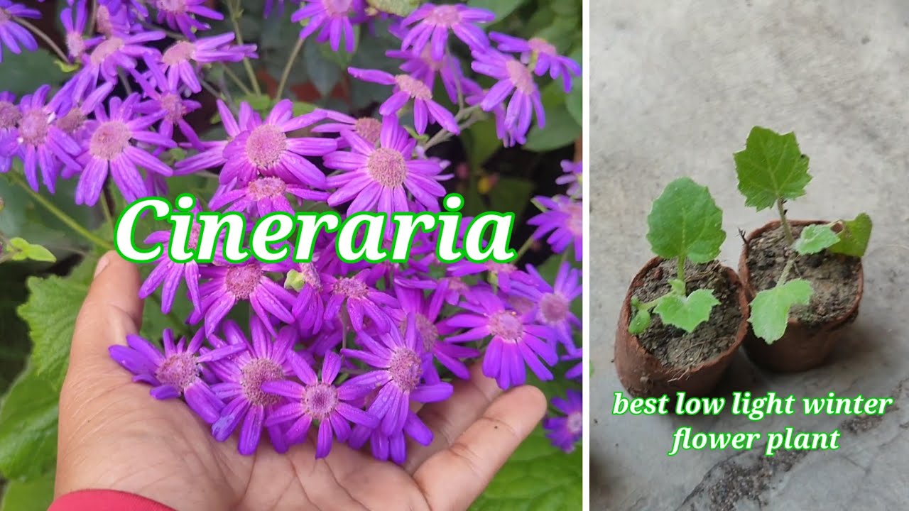 How to grow Cineraria | কম যত্নে শীতের সবথেকে আকর্ষণীয় ফুল গাছ - YouTube