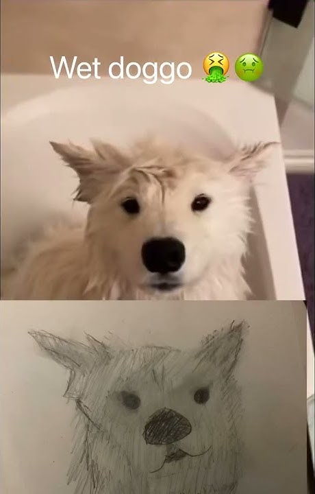 Wet doggo vs wet Cato - YouTube