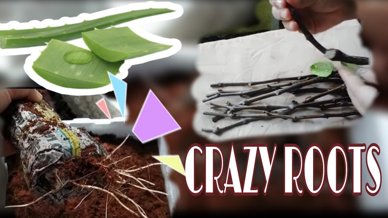 Grapes Cuttings Callus Method With Result - YouTube