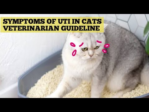 How to identify cystitis in cats | Cystitis in cats symptoms - YouTube