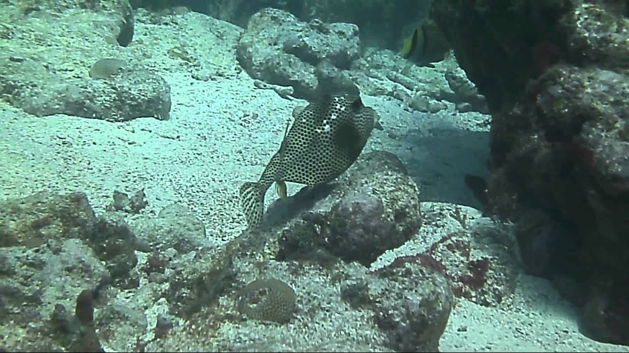 Spotted Trunkfish Little Conch Reef - YouTube