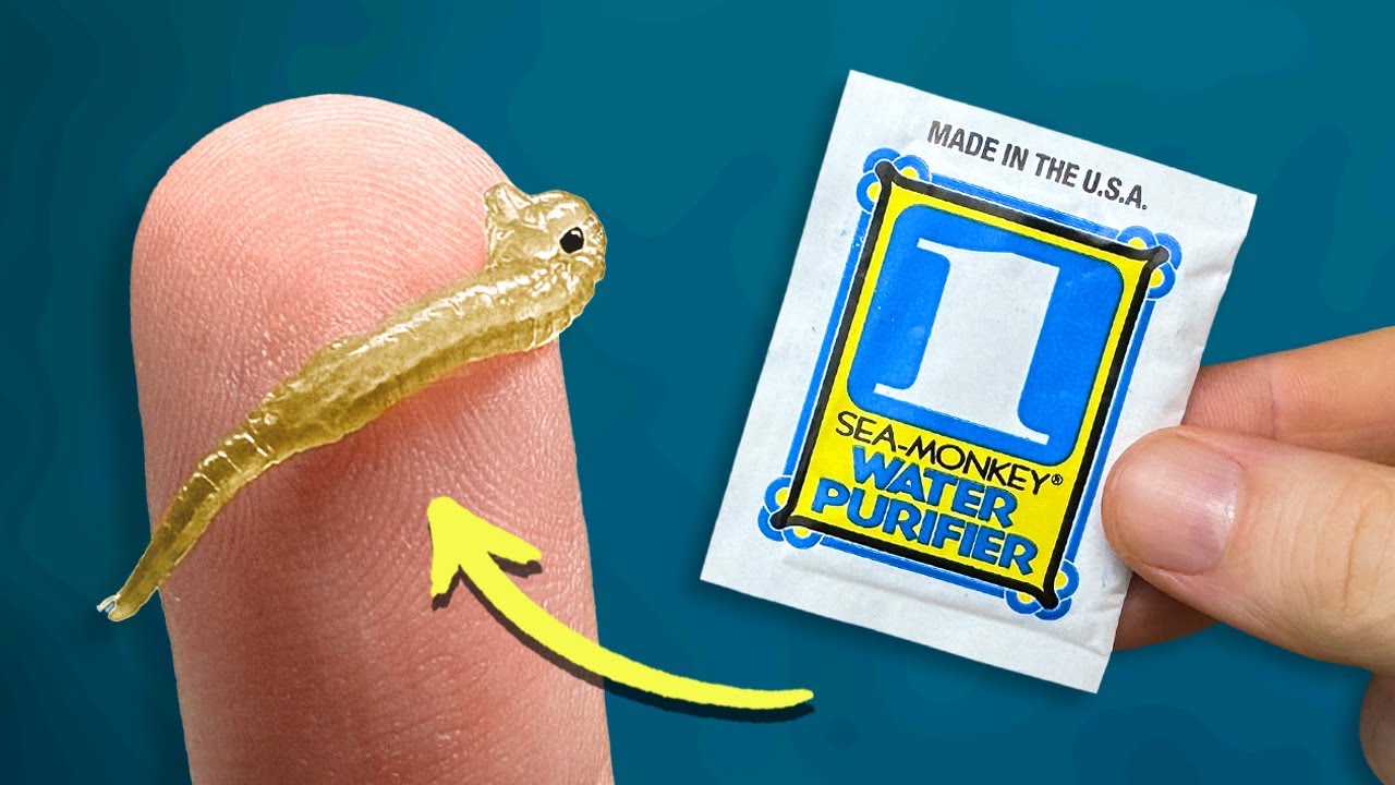 Sea-Monkeys Water Purifier | Packet Experiment Series: Video 1 - YouTube