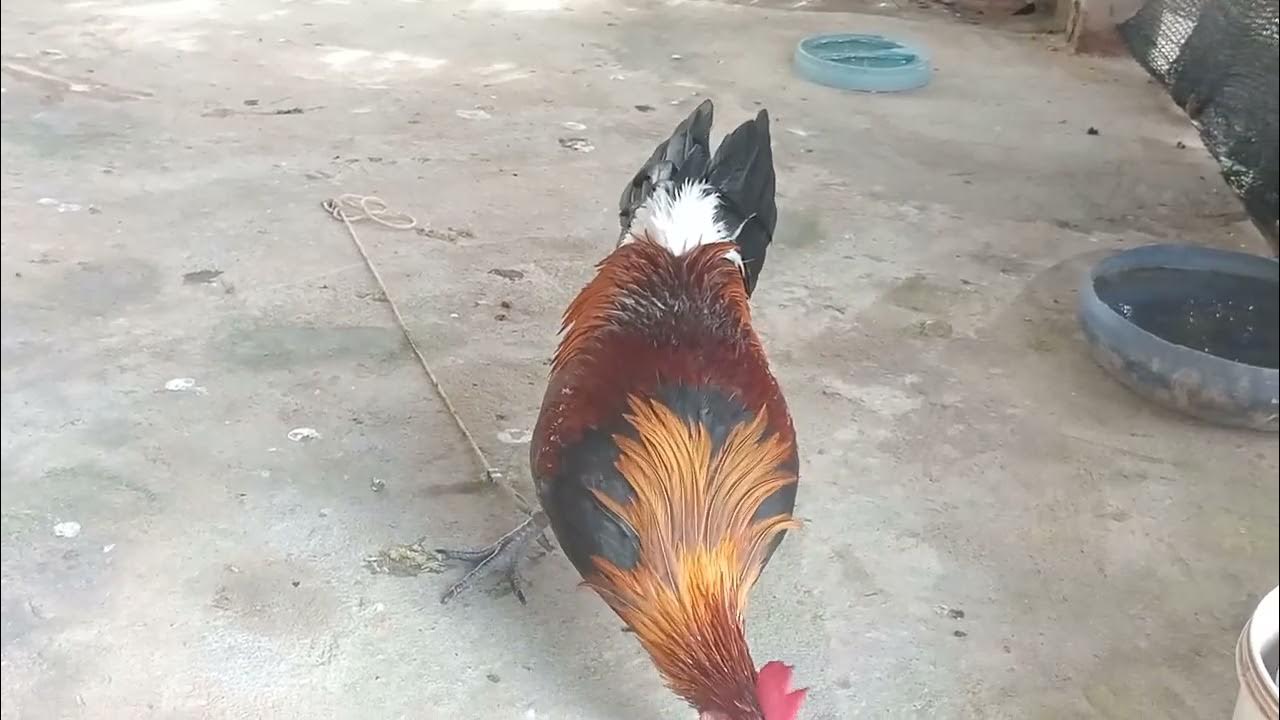 30 (10) Saib qaibf2 ua kev lom zem nawb cov phooj ywg nyiam qaib 2024 - YouTube