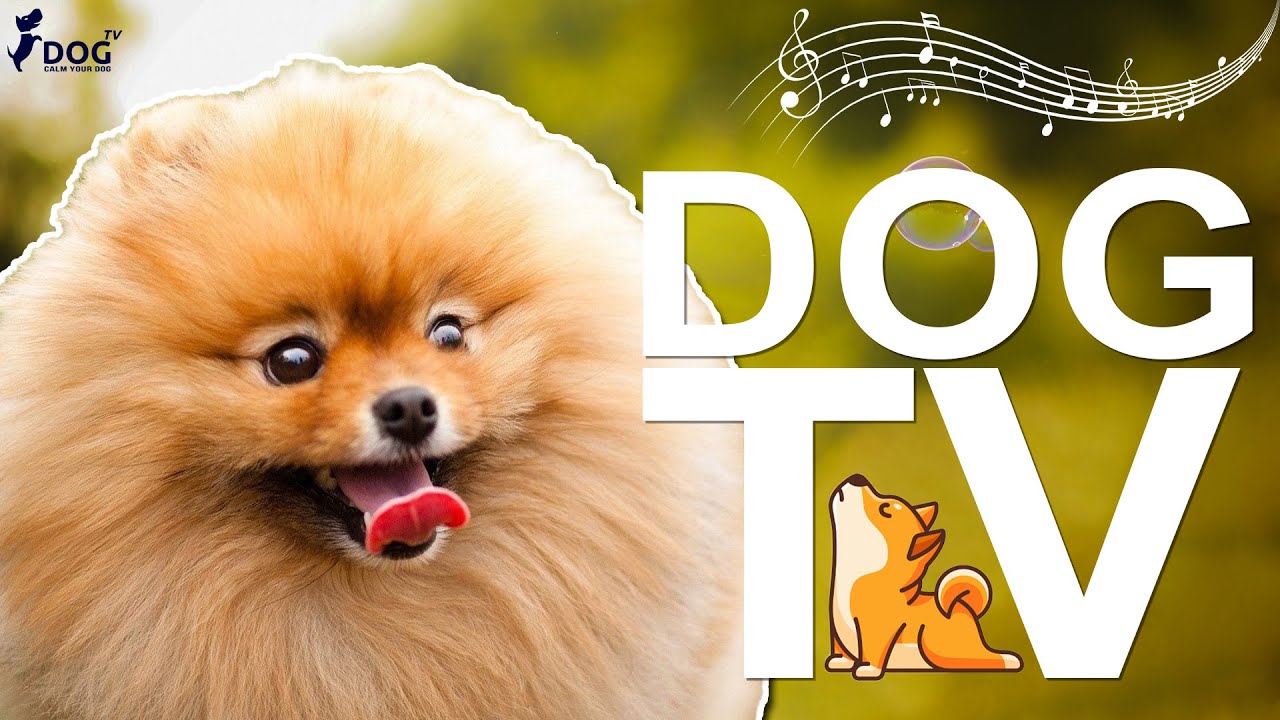 Virtual Dog TV! Videos for Dogs to Prevent Boredom | PET MUSIC THERAPY ...