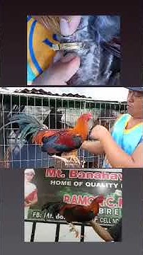 Mt. Banahaw Gamefarm | Duke Hulsey Lemon x Perfection Roundhead - YouTube