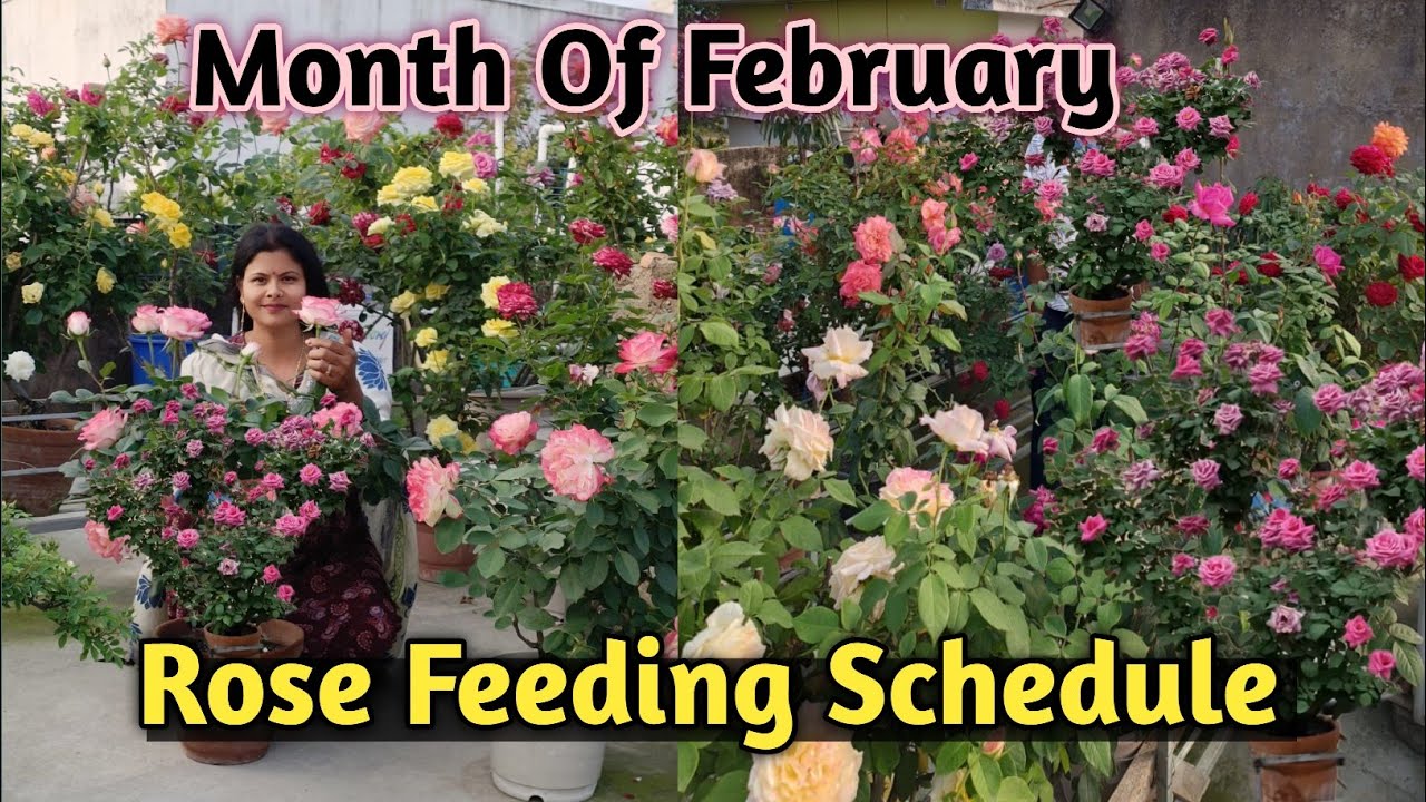 Month Of February Rose Feeding Schedule #rose#gardening गुलाब को कैसे ...