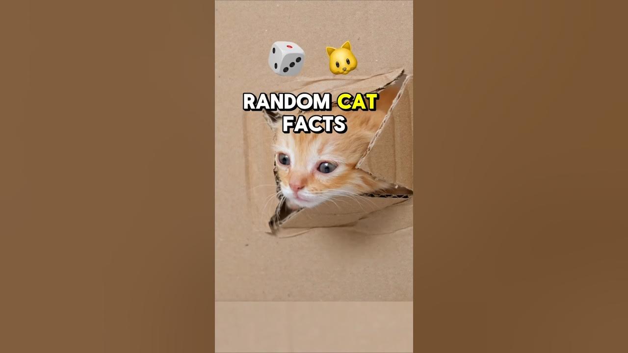 Random Cat Facts You Didn't Know 4 #cats #facts #shorts - YouTube