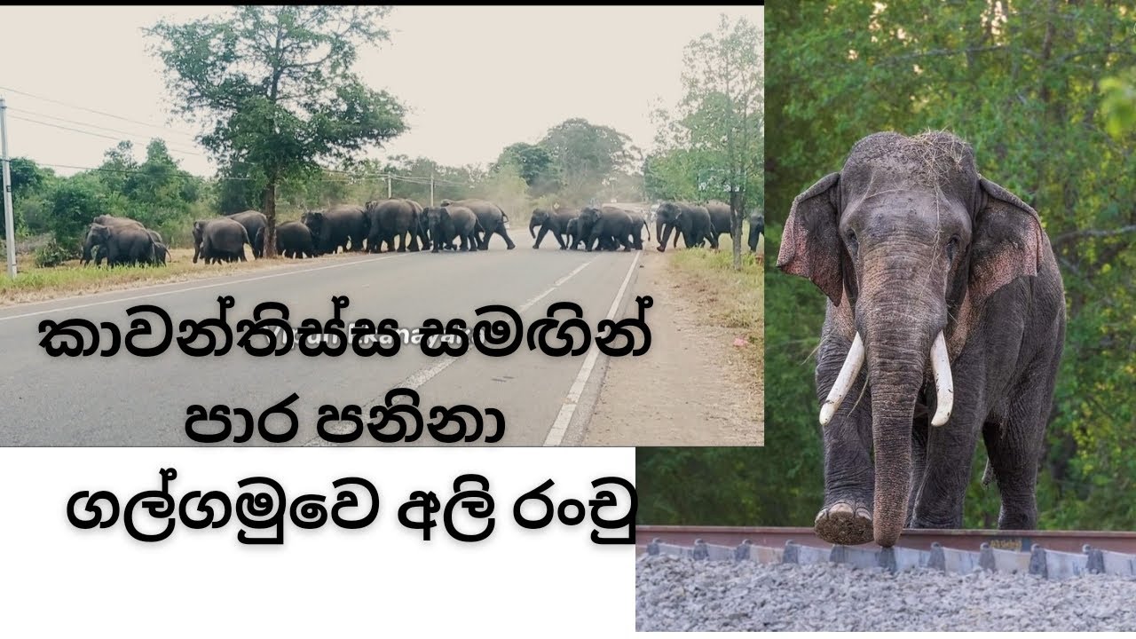 Cross the road tusker of kawanthissa ♥️🐘 #wild_elephant #tusker_kawanthissa #galgamuwa - YouTube