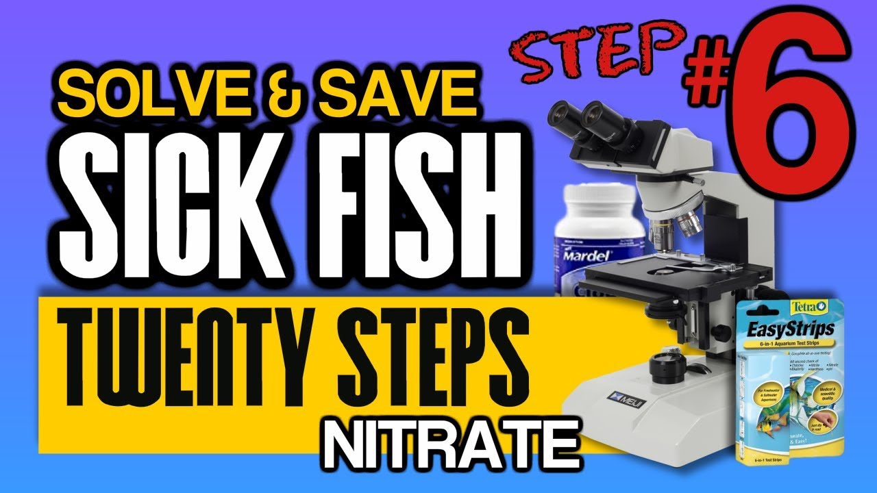 Nitrates in Fish Tanks and Koi Ponds are TOXIC: Step 6 of 20 - YouTube