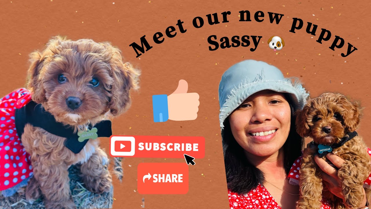 Meet my new Puppy “Sassy” - YouTube