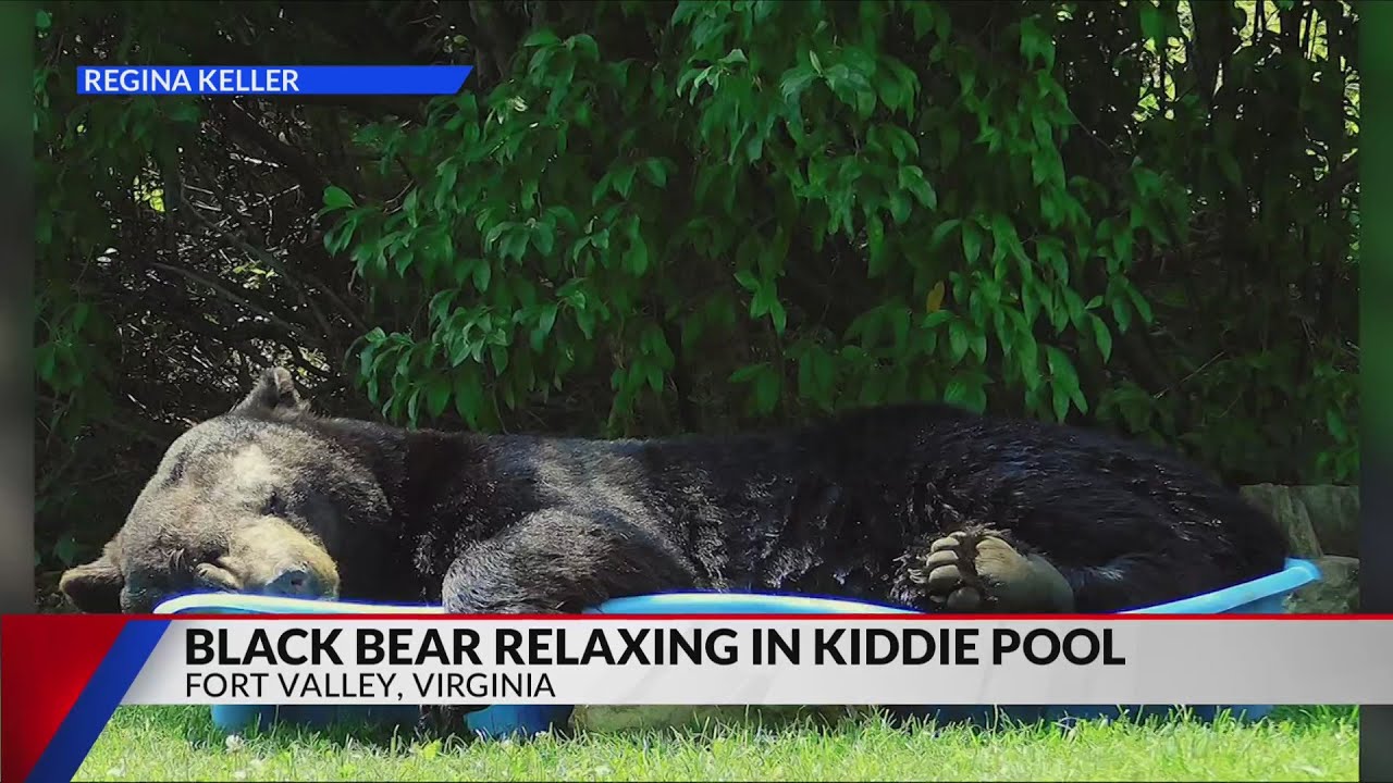 Black bear relaxes in kiddie pool - YouTube