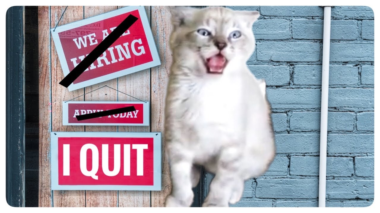Rage Quitting Kitten - YouTube