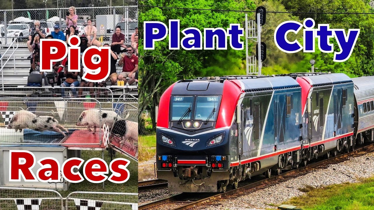 Amtrak Trains, MOW, and Florida Strawberry Festival Pig Race in Plant ...