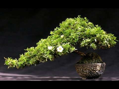 The Most Beautiful And Unique Bonsai Trees In The World - YouTube