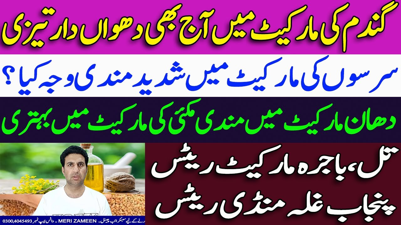 Today SarSon,Wheat Maize Rates 22/3/2023 |Tilli Bajra Rates Punjab ...