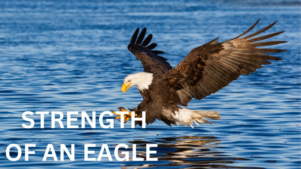 THE EAGLE MENTALITY // COURAGE AND STRENGTH OF AN EAGLE - YouTube