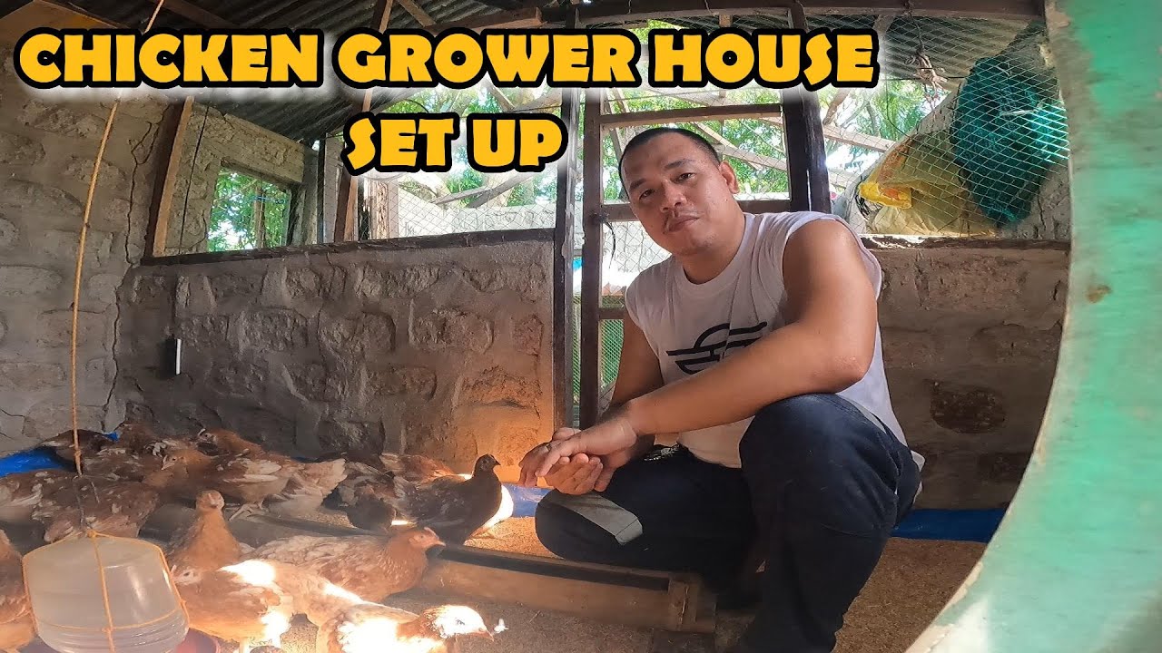 CHICKEN GROWER HOUSE SET UP | FREE RANGE CHICKEN FARMING | Motosafe ...