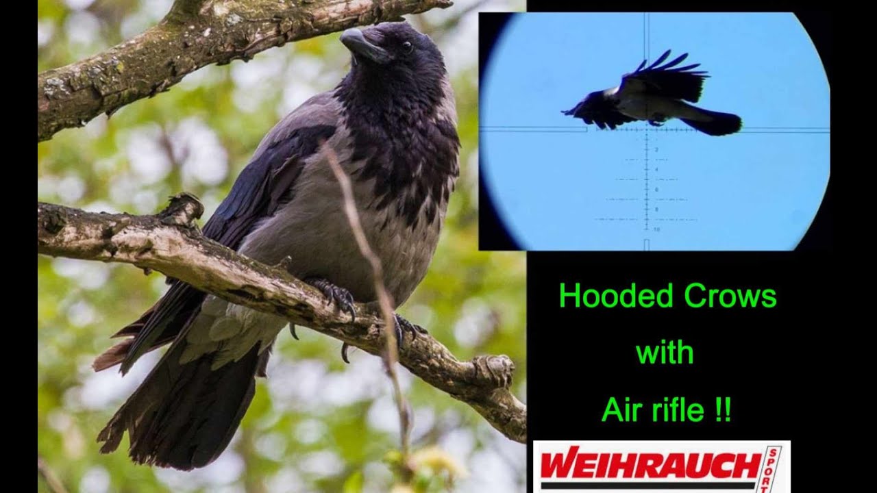 Hunting Hooded Crows ( серая ворона ) when they perching with air rifle ...