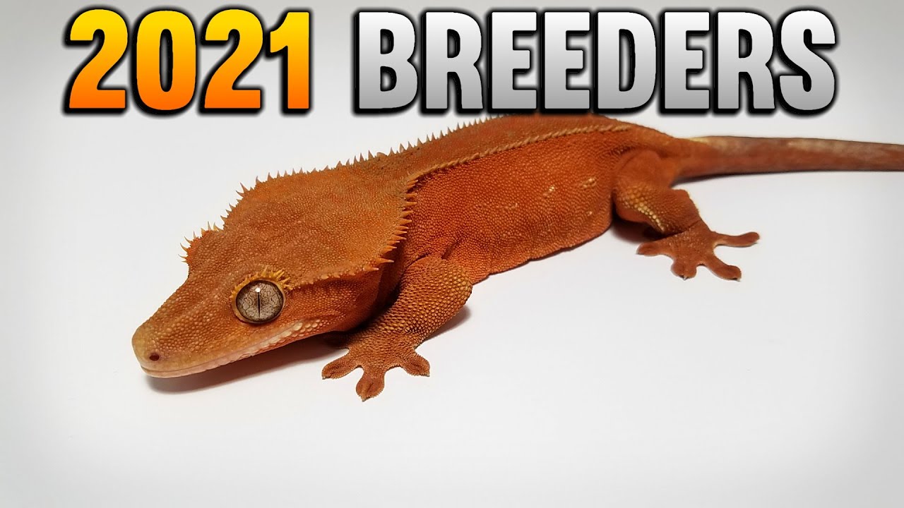 All Of My 2021 Crested Gecko Breeding Pairs! - YouTube