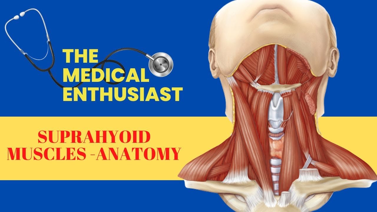 Suprahyoid Muscles - Anatomy - YouTube