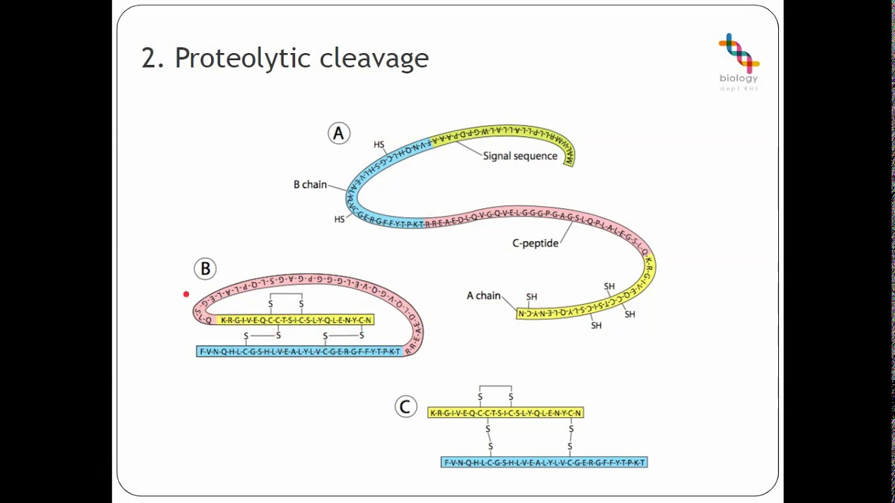 2a The Proteome - YouTube