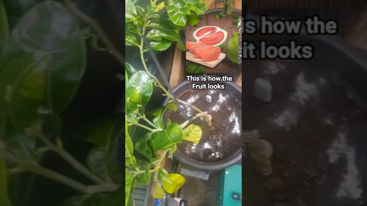 #Shorts|Thialands Grafted Ruby Red Pomelo Tree in the Northwest of UK ...