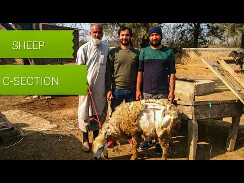C Section of Sheep | Sheep Caesarean | #Sheepdelivery - YouTube