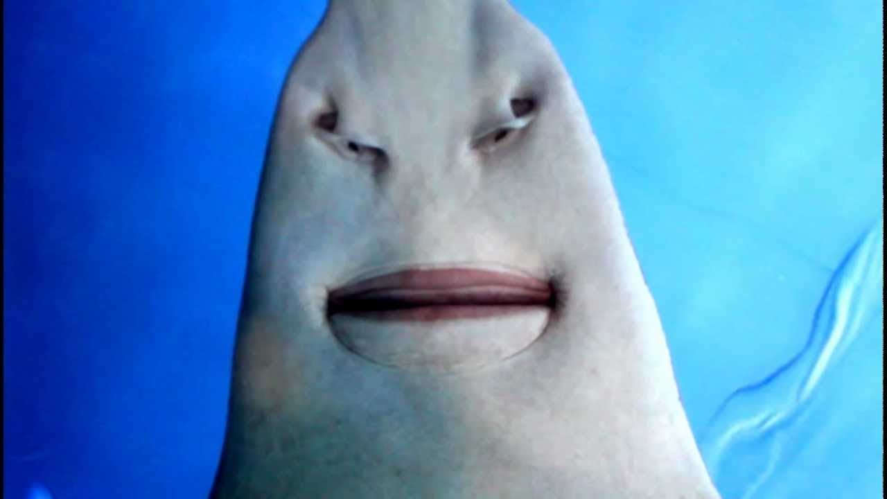 Ween - Ocean Man (COVER) - YouTube