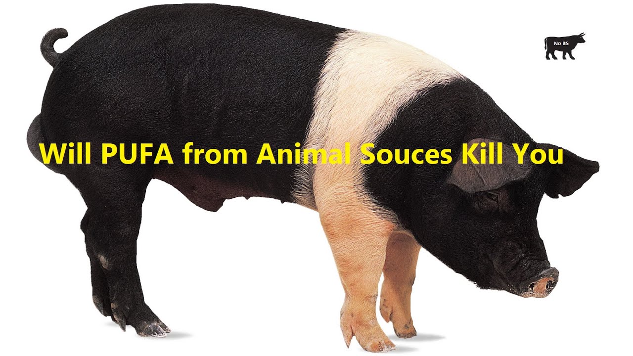 Will PUFA from Animal Souces Kill You - YouTube