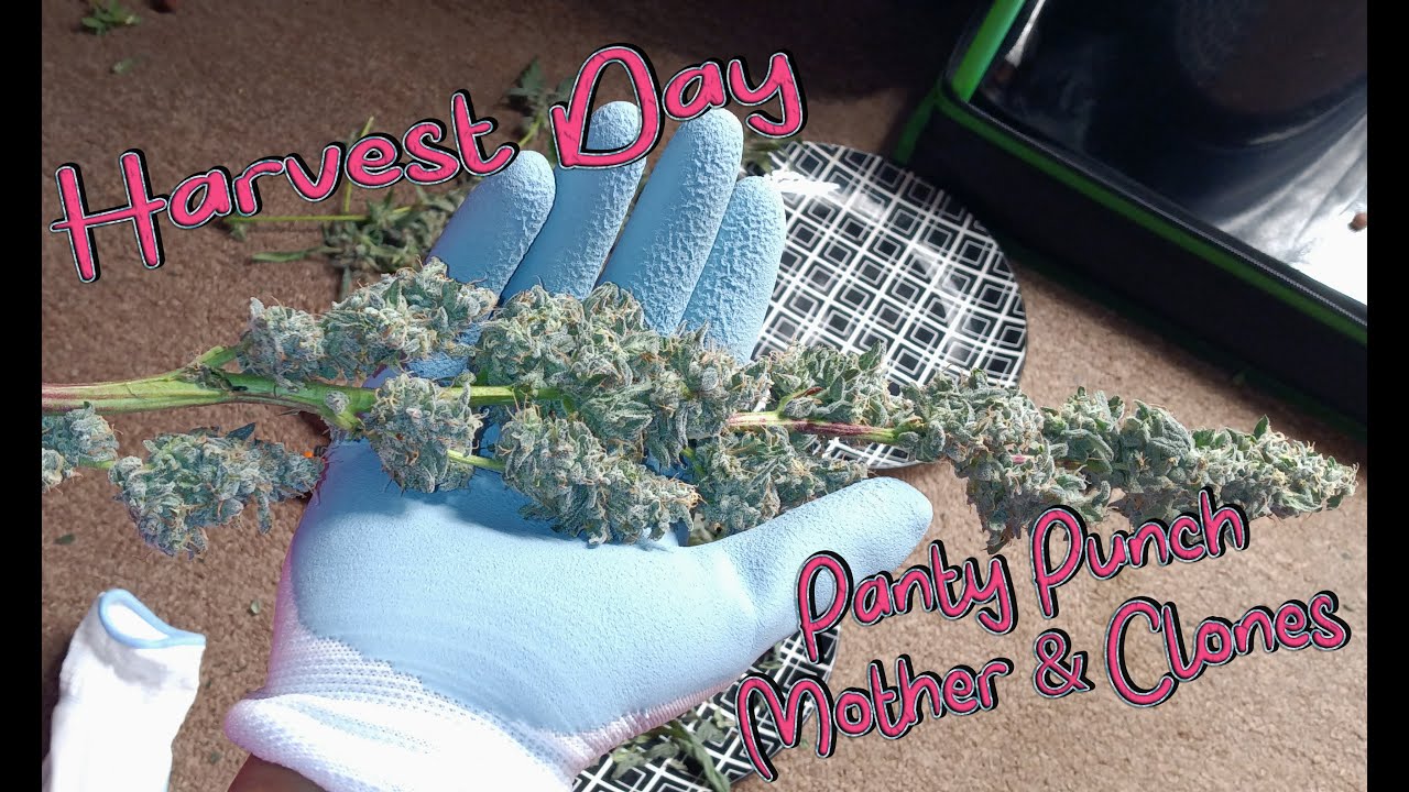 Panty Punch Update - Harvest Day!!! - YouTube