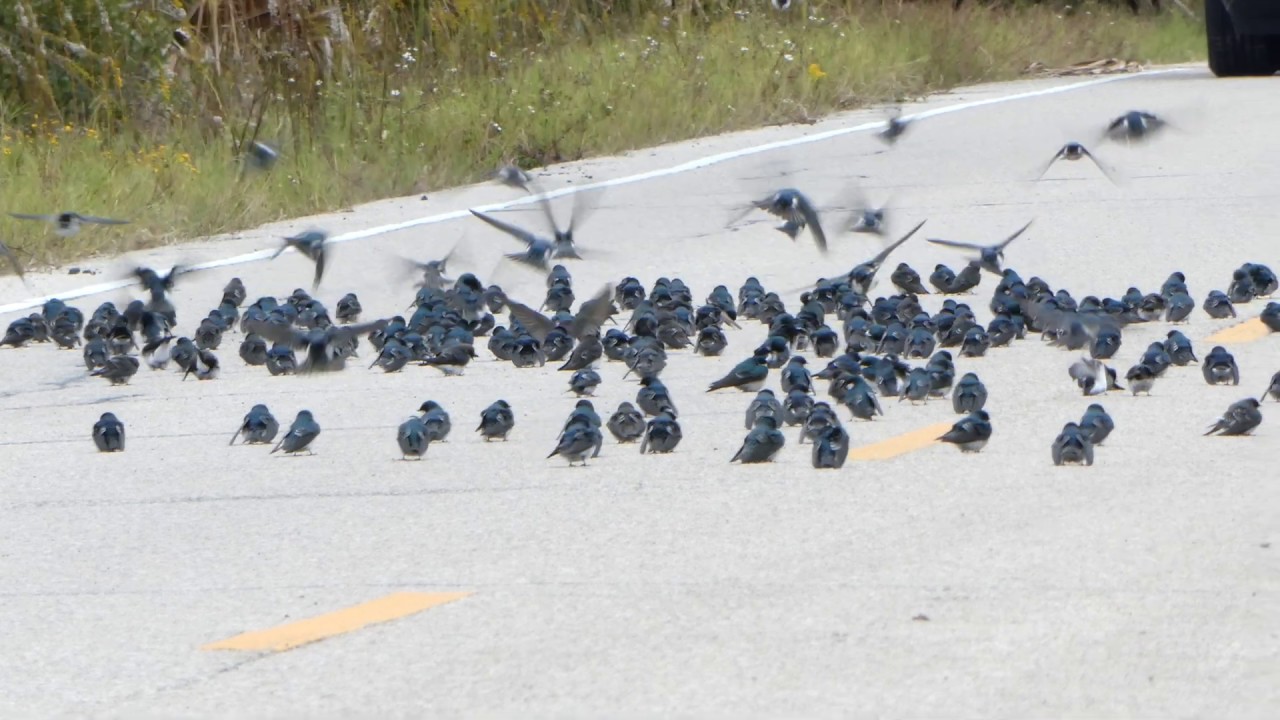 Tree Swallows at St. Marks National Wildlife Refuge, Florida, November ...