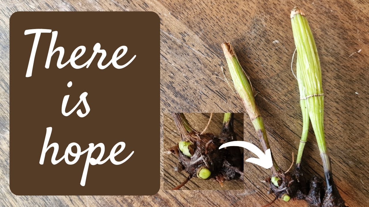 How to repot and keep very stressed orchids | Rescue plans and care ...