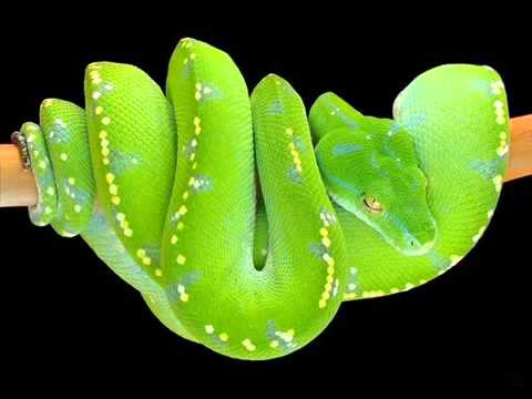 The best picture of the snake - 'Most beautiful snakes on Earth' - YouTube