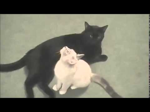 bleeehhhh Gibson Talking Kitty Series - YouTube