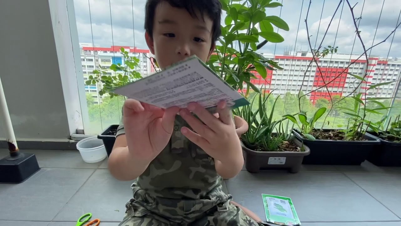 Sowing seeds, Harvest Xiao bai Chye - YouTube