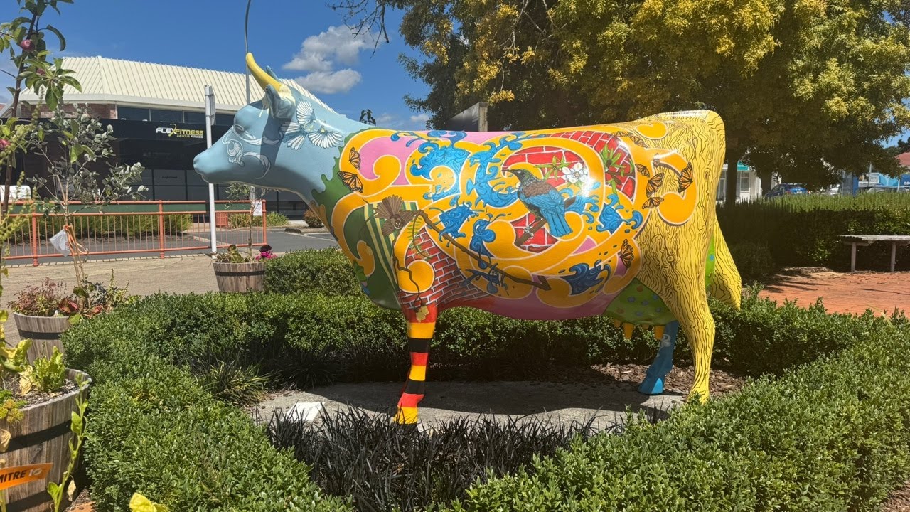 Cow Town walk in Morrinsville🇳🇿Live from New Zealand - YouTube