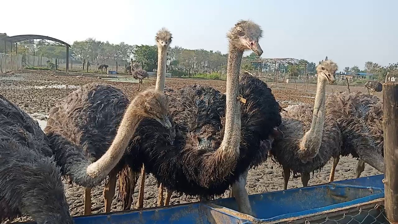 Astrich bird. Bigest bird of the world. In Rupandehi Madhawaliya - YouTube