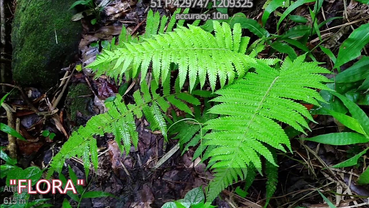 Biodiversity Monitoring System (BMS) 3rd Quarter ,Maasin Watershed Area ...