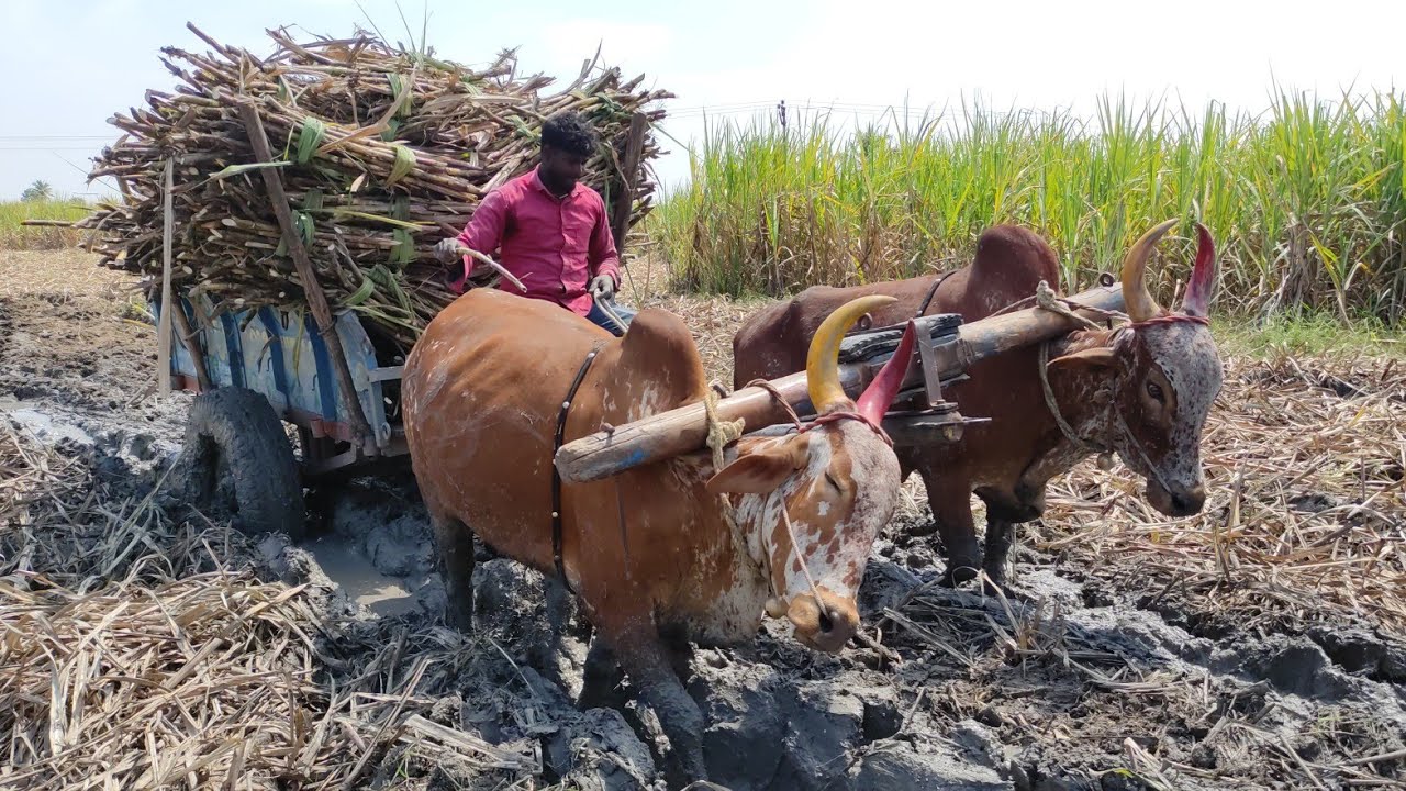 Bullock Fully Loaded By Sugar Cane / Bullocks - YouTube