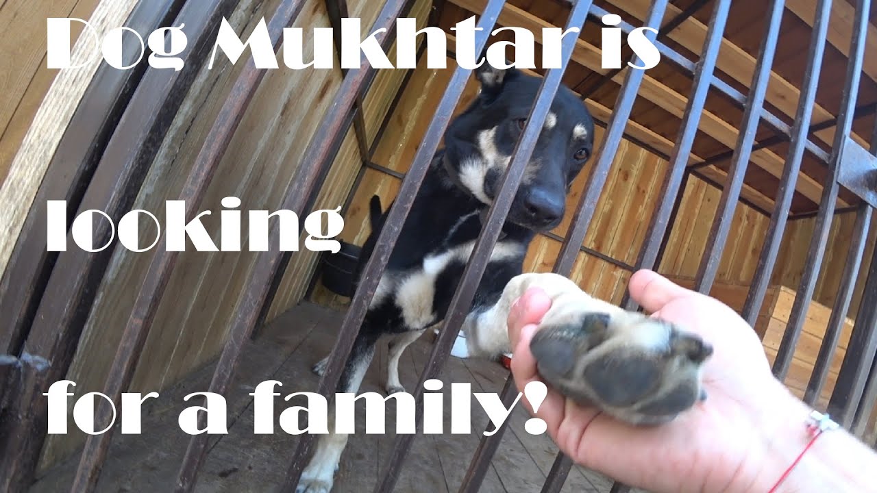 Adopt a dog from a shelter. Dog Mukhtar is looking for a family! Animal ...
