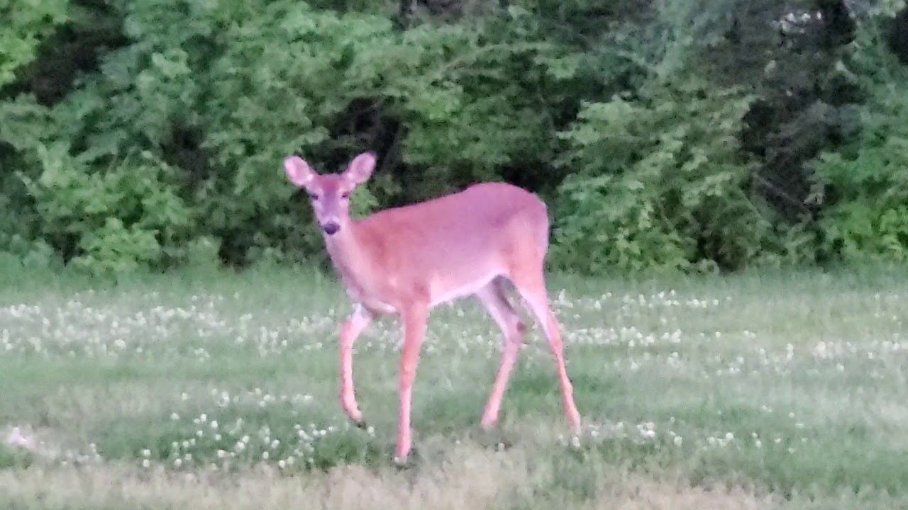 Deer Golf Course - YouTube